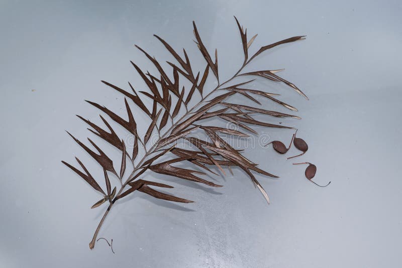 Grevillea Robusta Leaf and Seeds Stock Photo - Image of silk, tree ...