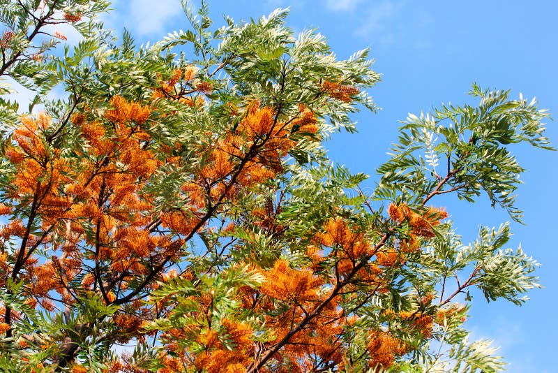 Grevillea Robusta, or Silky Oak Tree in Blossom at Springtime Stock ...