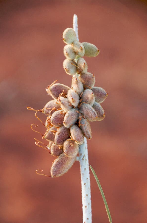 Grevillea seeds stock photo. Image of nature, fruit, seed - 13156572