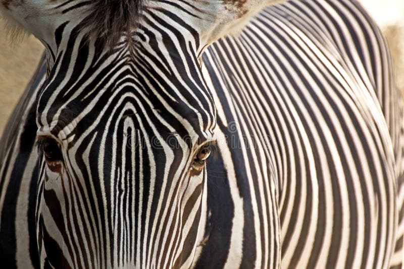 Grevyâ€™s Zebra Face Looking Forward Stock Image - Image of forward ...