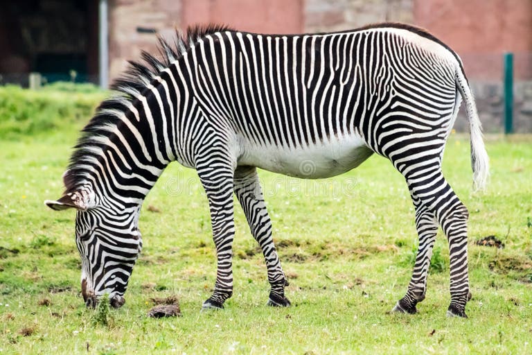Grevy s-sebra fotografering för bildbyråer. Bild av grässlätt - 43004881