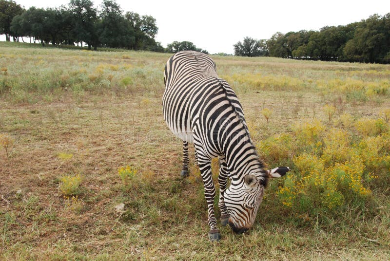 Grevy s Zebra stock photo. Image of stomach, extend, lives - 16901320