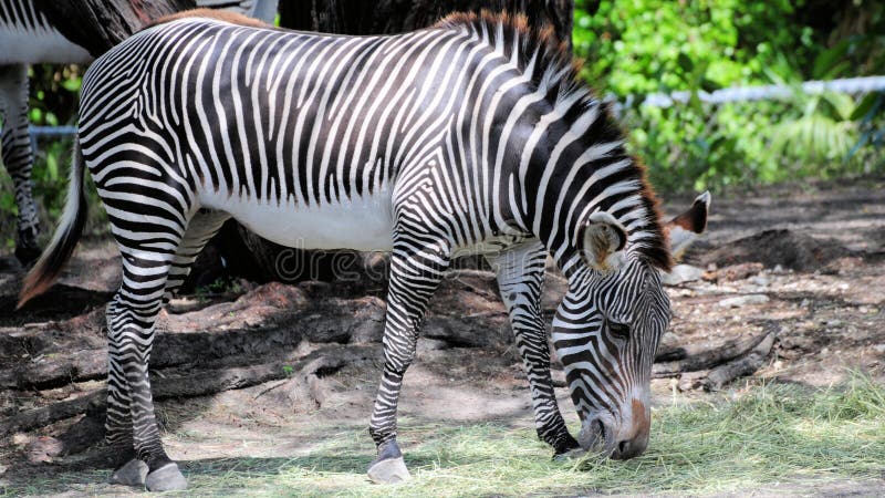 Grevy s Zebra stock photo. Image of animal, strip, eyelashes - 24410232