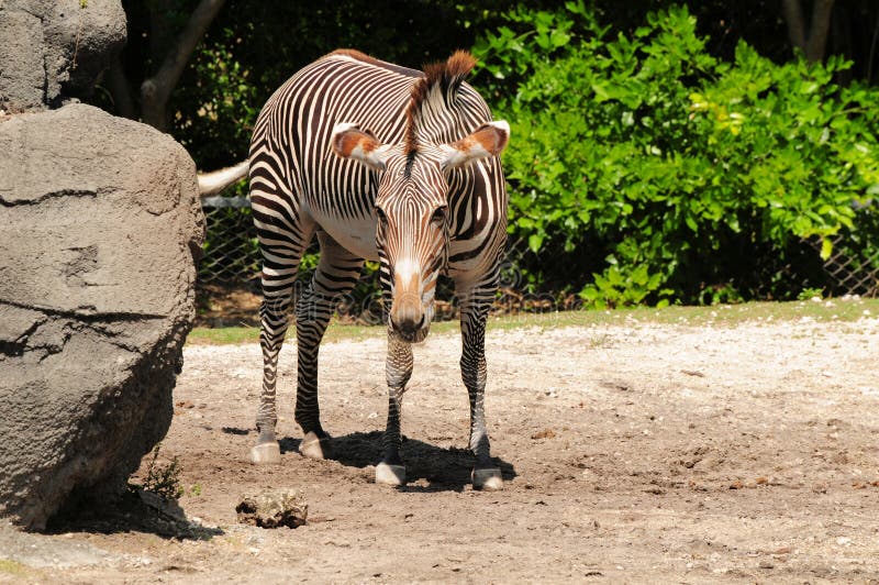 Grevy s zebra stock image. Image of strips, green, africa - 29030323