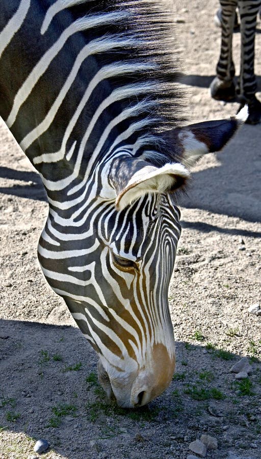 Grant`s zebra 3 stock image. Image of gallop, browse - 12827261