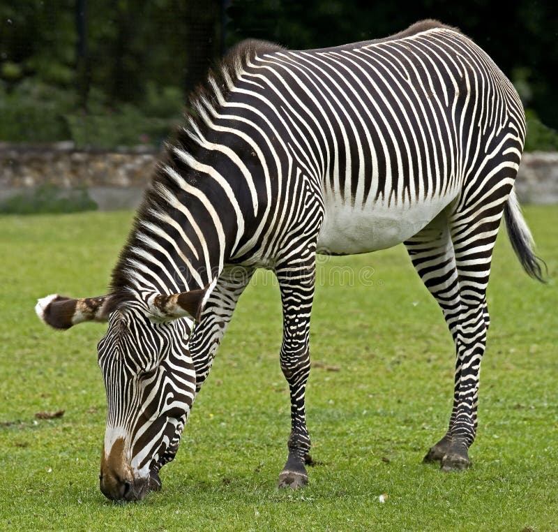 Grevy s zebra 4 stock photo. Image of creature, hoof - 25767176