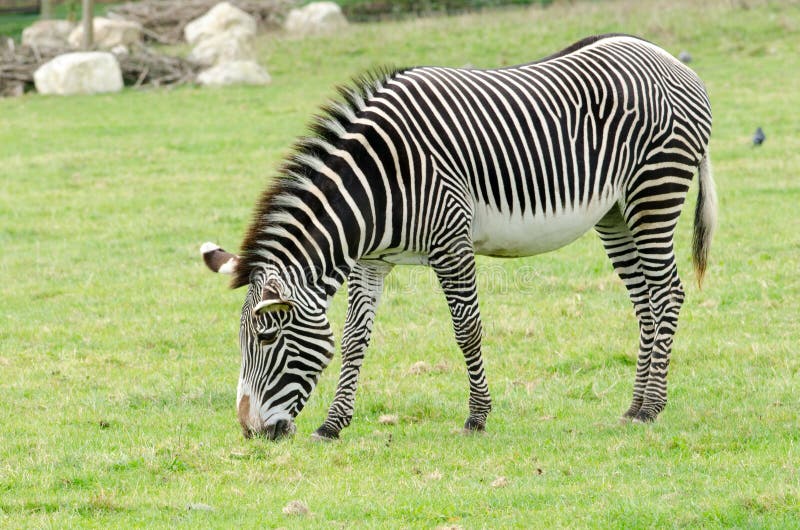Grevy`s Zebra stock image. Image of fauna, creature - 108514941