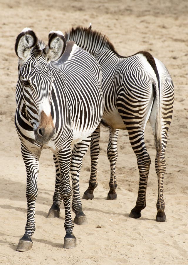 Grevy s zebra stock image. Image of grevyi, mammal, zebra - 34140087