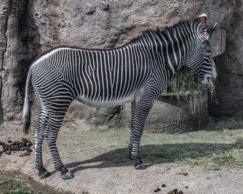 Grevy`s zebra eating hay 1 stock photo. Image of zebra - 252488292