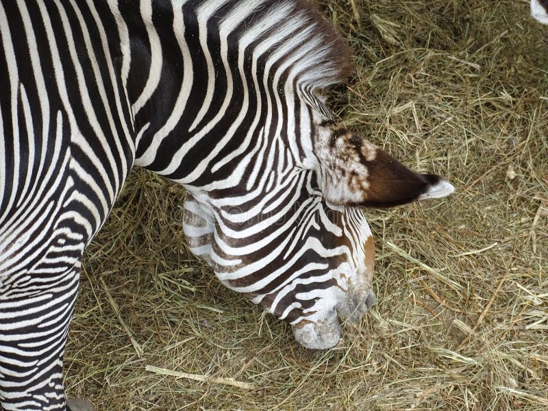 A Grevy S Zebra Eating Hay at the Zoo Stock Photo - Image of outdoor ...