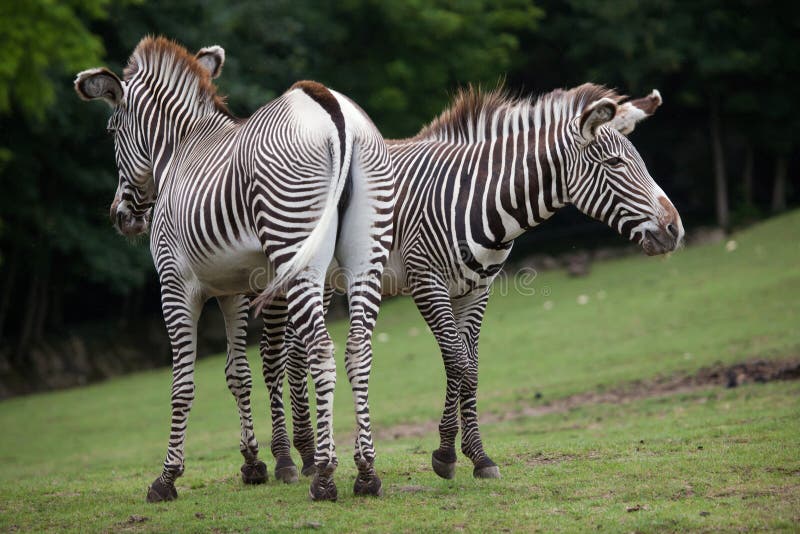 Grevyzebra (Equus Grevyi), Alias Das Kaiserzebra Stockbild - Bild von ...
