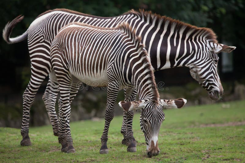 Grevyzebra (Equus Grevyi), Alias Das Kaiserzebra Stockbild - Bild von ...