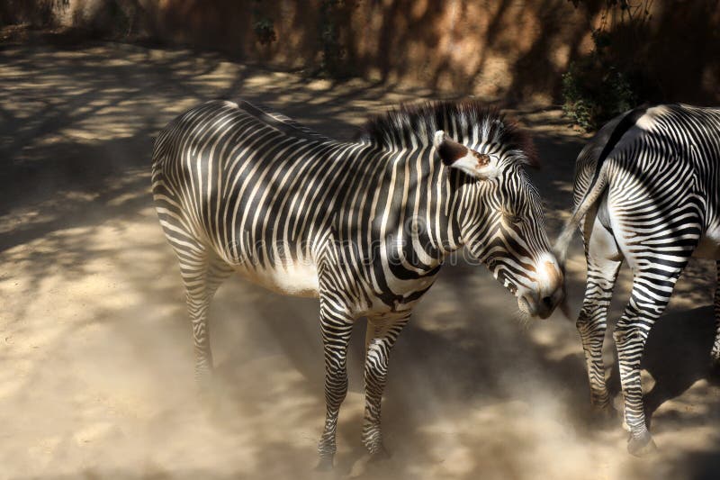 Grevy S Zebra (Equus Grevyi) Also Known As the Imperial Zebra Stock ...