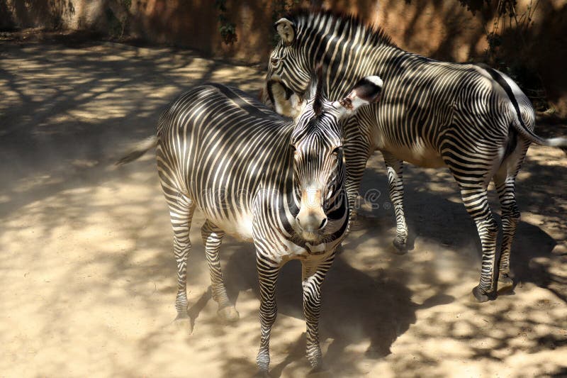 Grevy S Zebra (Equus Grevyi) Also Known As the Imperial Zebra Stock ...