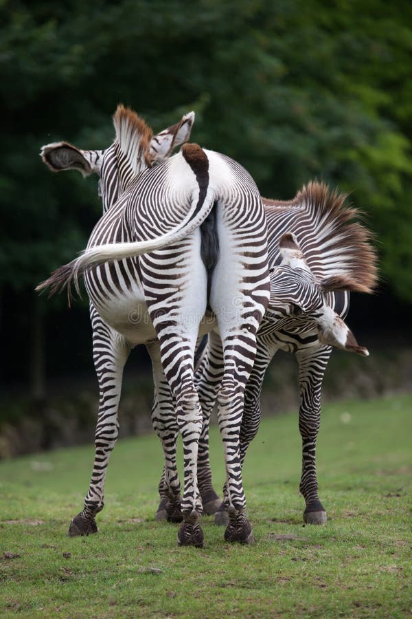 Grevy`s zebra Equus grevyi stock image. Image of natural - 87269383