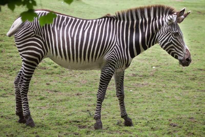 Grevy`s zebra Equus grevyi stock photo. Image of ethiopia - 87269306