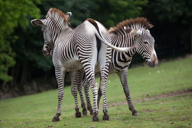 Grevy`s zebra Equus grevyi stock image. Image of equus - 88591811