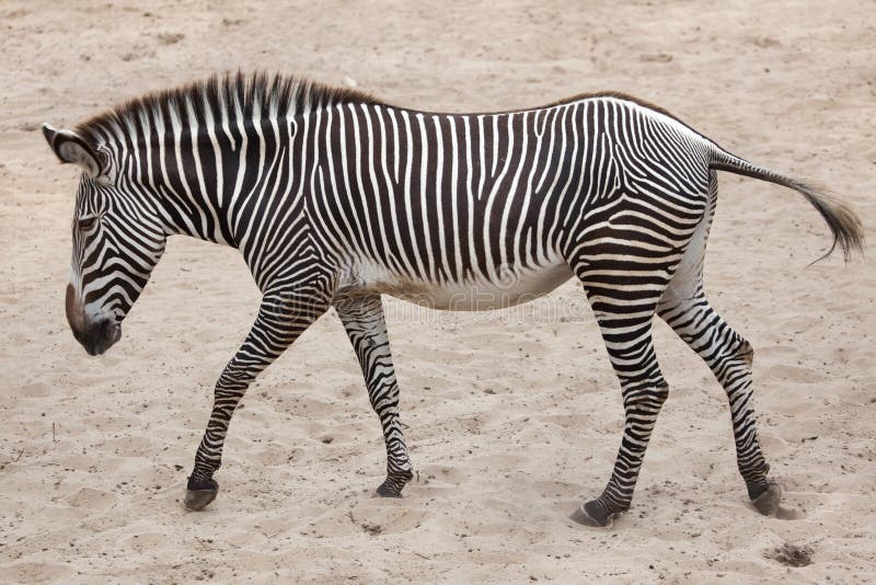 Zebra (equus Quagga) - Etosha National Park - Namibia Stock Photo ...