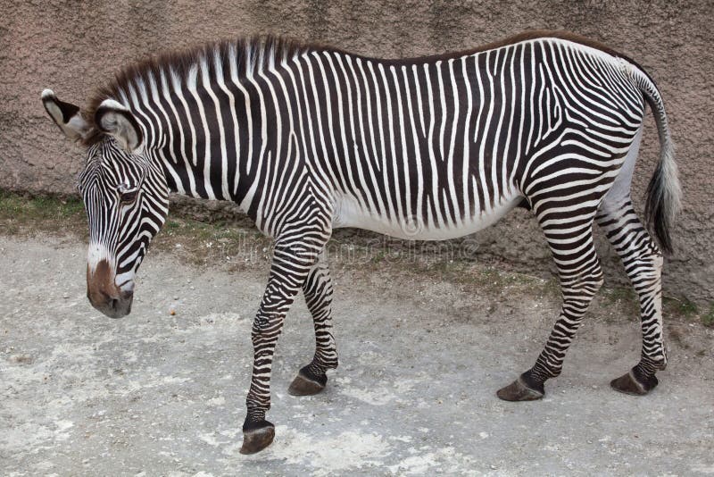 Grevy`s zebra Equus grevyi stock image. Image of grevyi - 93023183