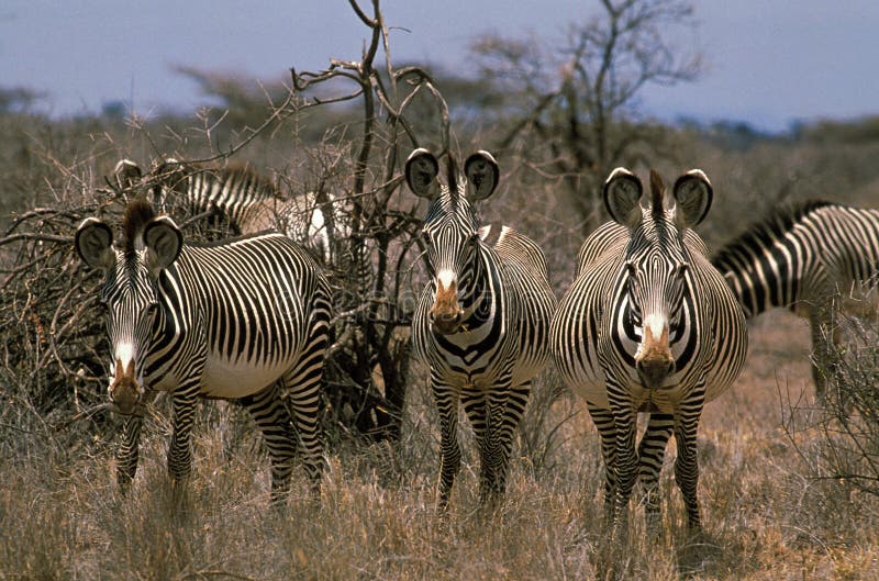 Herd of the Grevy`s Zebra Equus Grevyi Grazing on Green Grass Stock ...