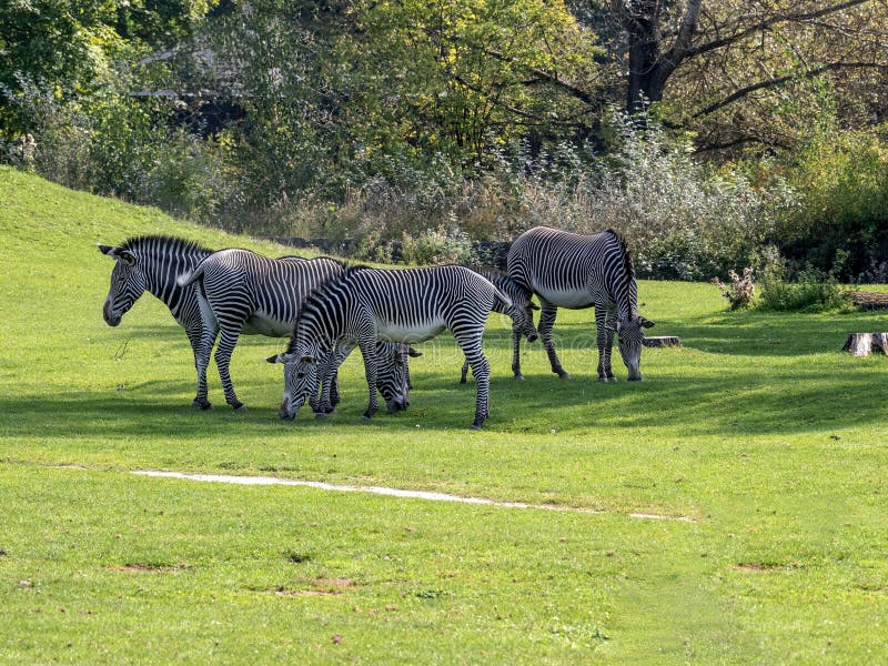 The Grevy S Zebra, Equus Grevyi, is the Most Beautiful Representative ...