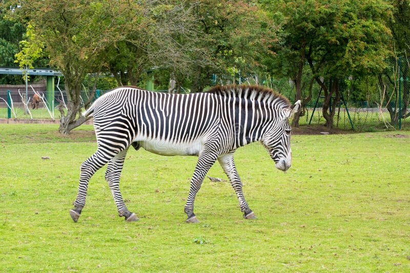Grevy s Zebra stock photo. Image of grevy, pasture, grevys - 58234572