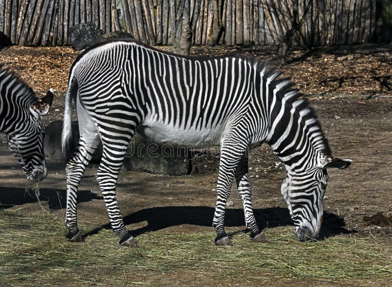 Grevy`s zebra 15 stock photo. Image of striped, hoof - 179725006