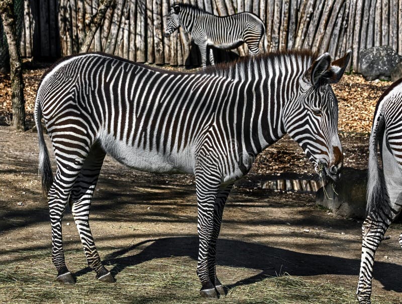 Grevy`s zebra 16 stock photo. Image of creature, herbivore - 184096578