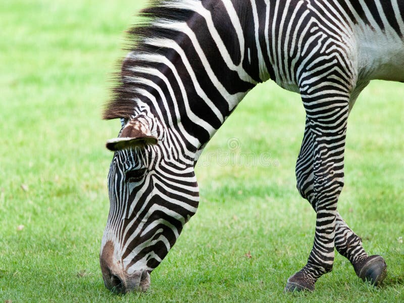 Grevy s Zebra side profile stock photo. Image of wildlife - 18914174
