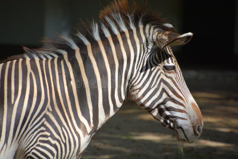 The Grevy`s Zebra or Imperial Zebra Stock Image - Image of natural ...