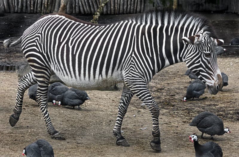 Grevy`s zebra 12 stock image. Image of pasture, enclosure - 119678047