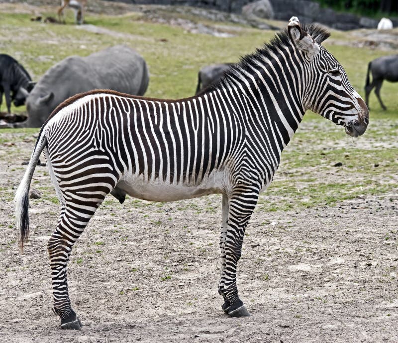 Grevy`s zebra 9 stock image. Image of fauna, herbivore - 41656813