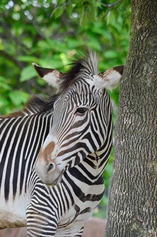 Grevy S Zebra Near a Tree 2 Stock Photo - Image of stare, stands: 35881458