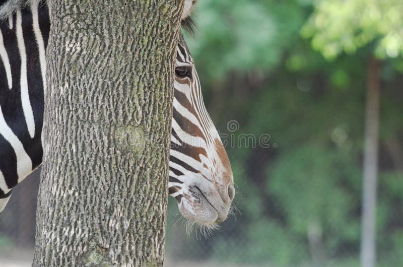 Grevy S Zebra Near a Tree 3 Stock Image - Image of peer, face: 35881743