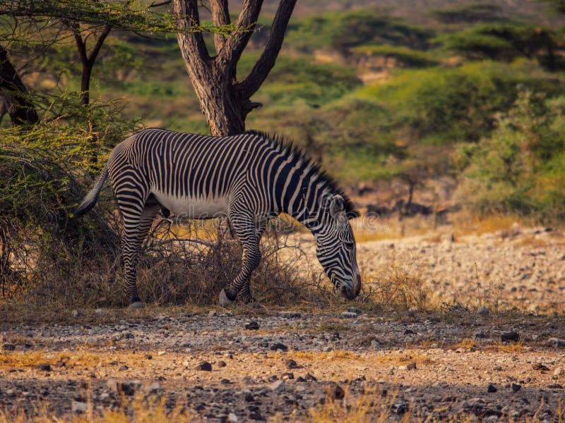 Grevy' S-Zebra in Shaba-national Reserve, Samburu Stockbild - Bild von ...
