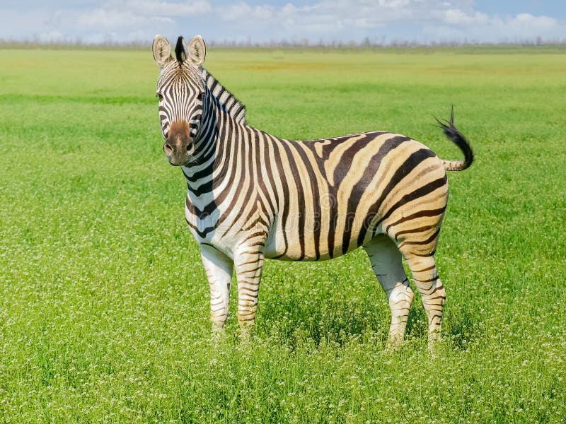 Grevy`s Zebra in Steppe in the Spring Stock Image - Image of virgin ...