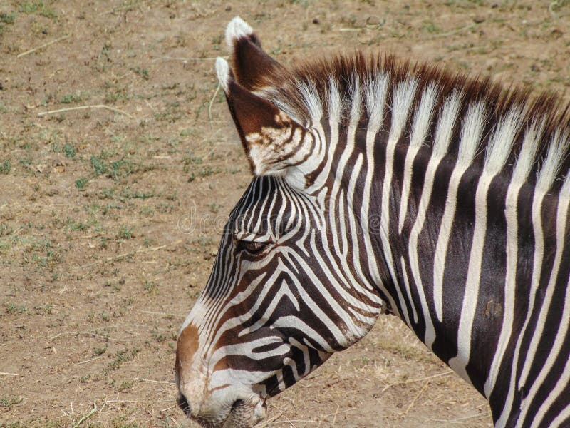 Grevyâ€™s Zebra in the Summer. Zebra Animal Stock Image - Image of ...