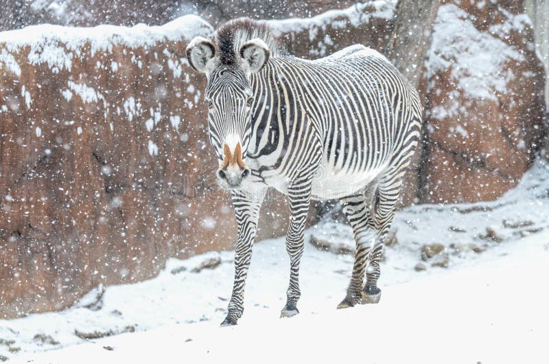 Zebra in the snow stock image. Image of blizzard, snow - 29780591