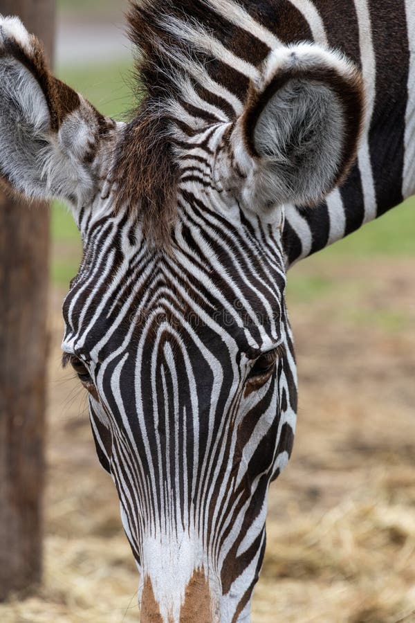 Grevys zebra equus grevyi stock photo. Image of fauna - 264173576