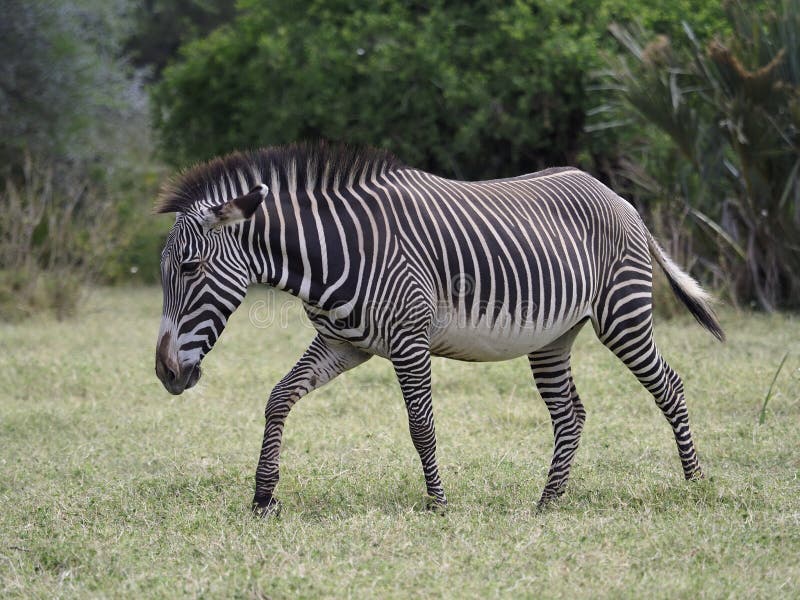 Grevys zebra, Equus grevyi stock image. Image of grevyi - 161971315