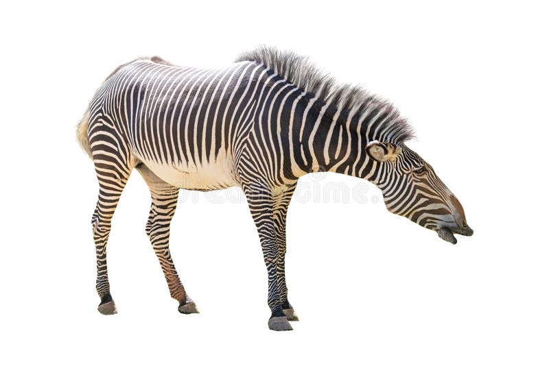 235 Zebra Facing Stock Photos - Free & Royalty-Free Stock Photos from ...