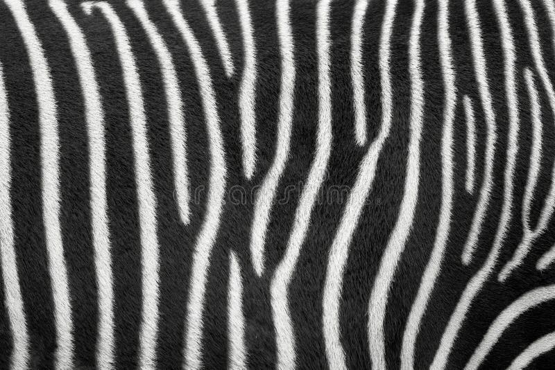 Zebra Stripes Form Abstract Pattern Stock Photo - Image of hair ...