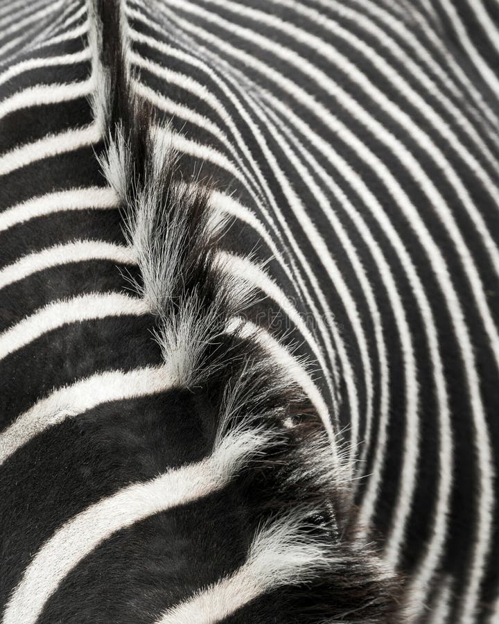 Zebra Strip Background Portrait Free Zebra Standing Alone Image