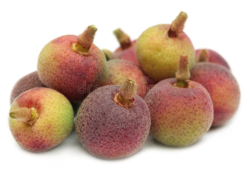 Grewia Asiatica Phalsa Falsa Indian Forest Tree with Small Flowers in ...