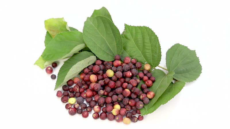 Grewia Asiatica Phalsa or Falsa Ripe Fruit Stock Video - Video of ...