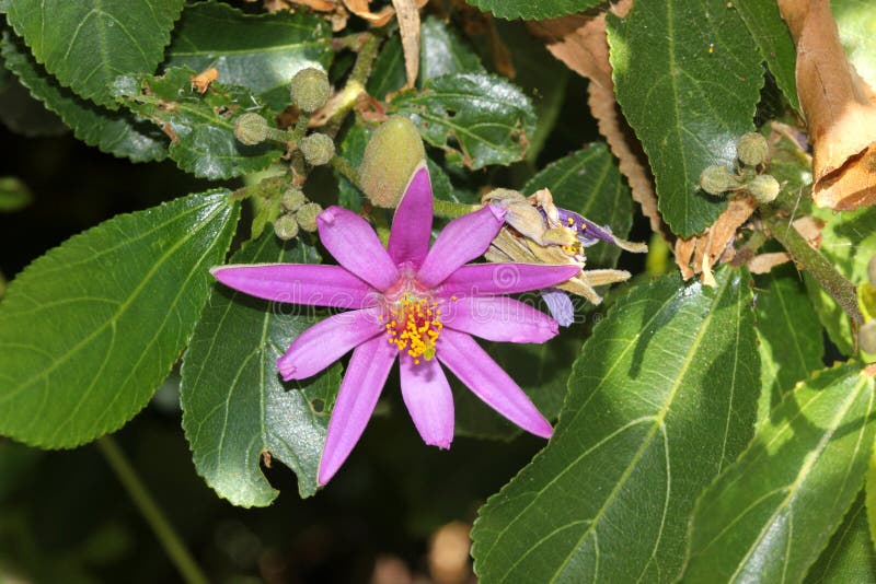 Grewia-occidentalis, Crossberry Stockfoto - Bild von tief, blumen: 75199924