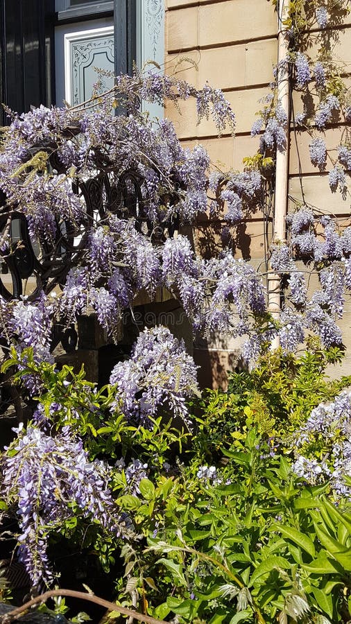 Grey stock image. Image of grey, purple, cliam, wall - 92725447