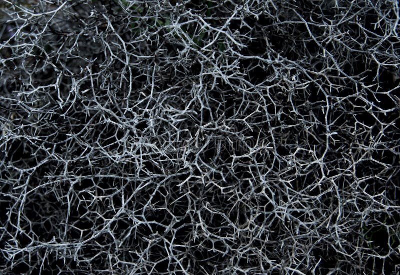 Grey Natural Abstract Background Stock Image - Image of bush, detail ...