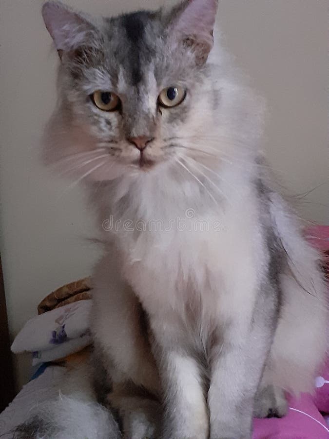 The Grey Adorable Cat with Sleepy Face Stock Photo - Image of wildcat ...