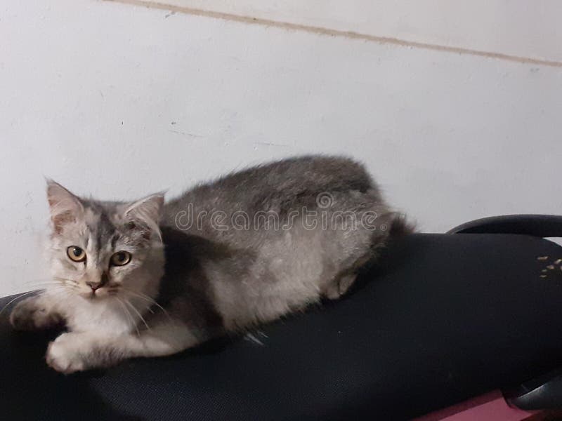 Grey Adorable& X27;s Kitten Very Cute Stock Photo - Image of mammal ...